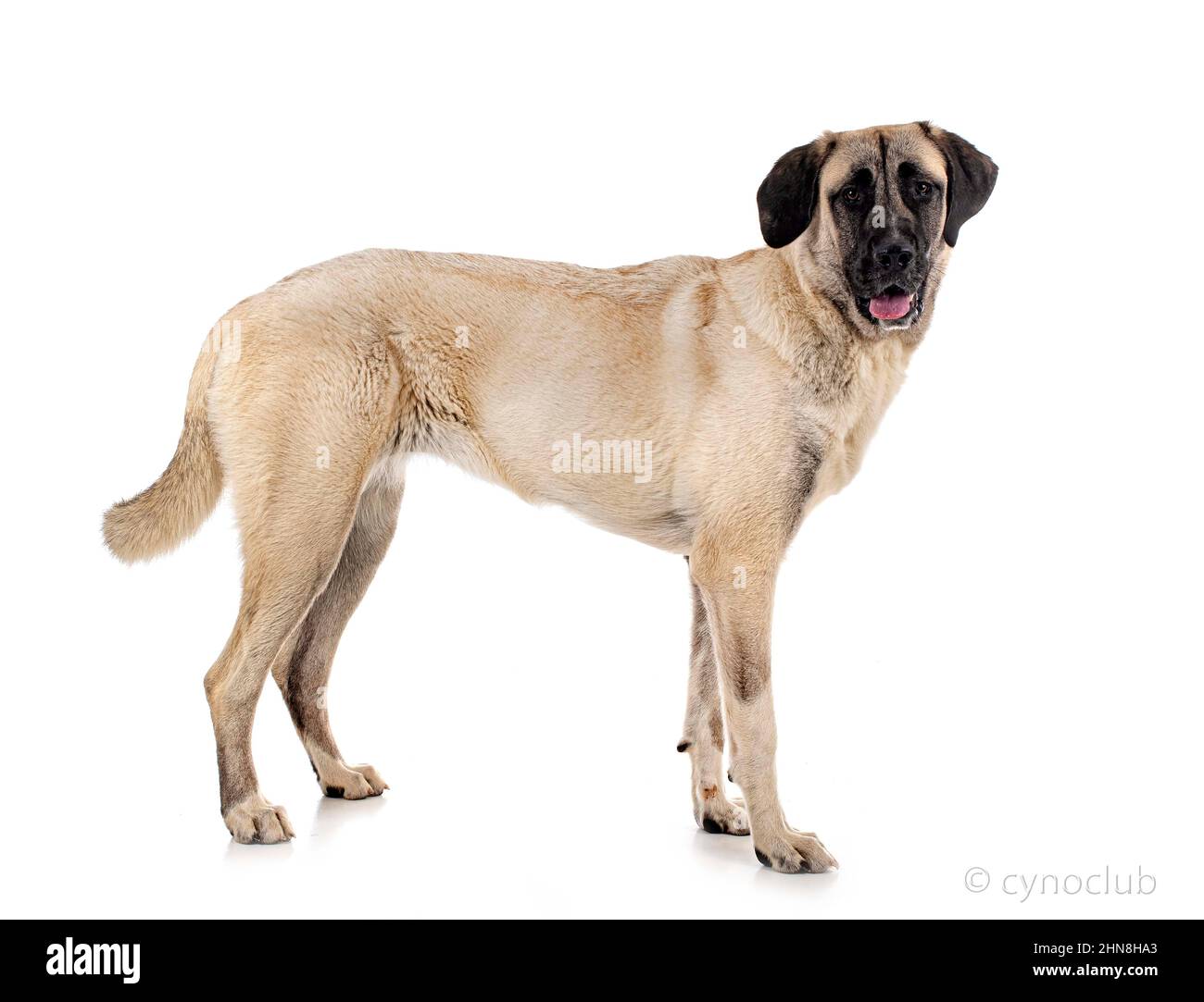 Chien de berger kangal Banque d'images détourées - Alamy
