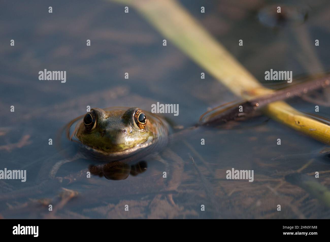 Grosse grenouille aux grands yeux Banque de photographies et d’images à ...