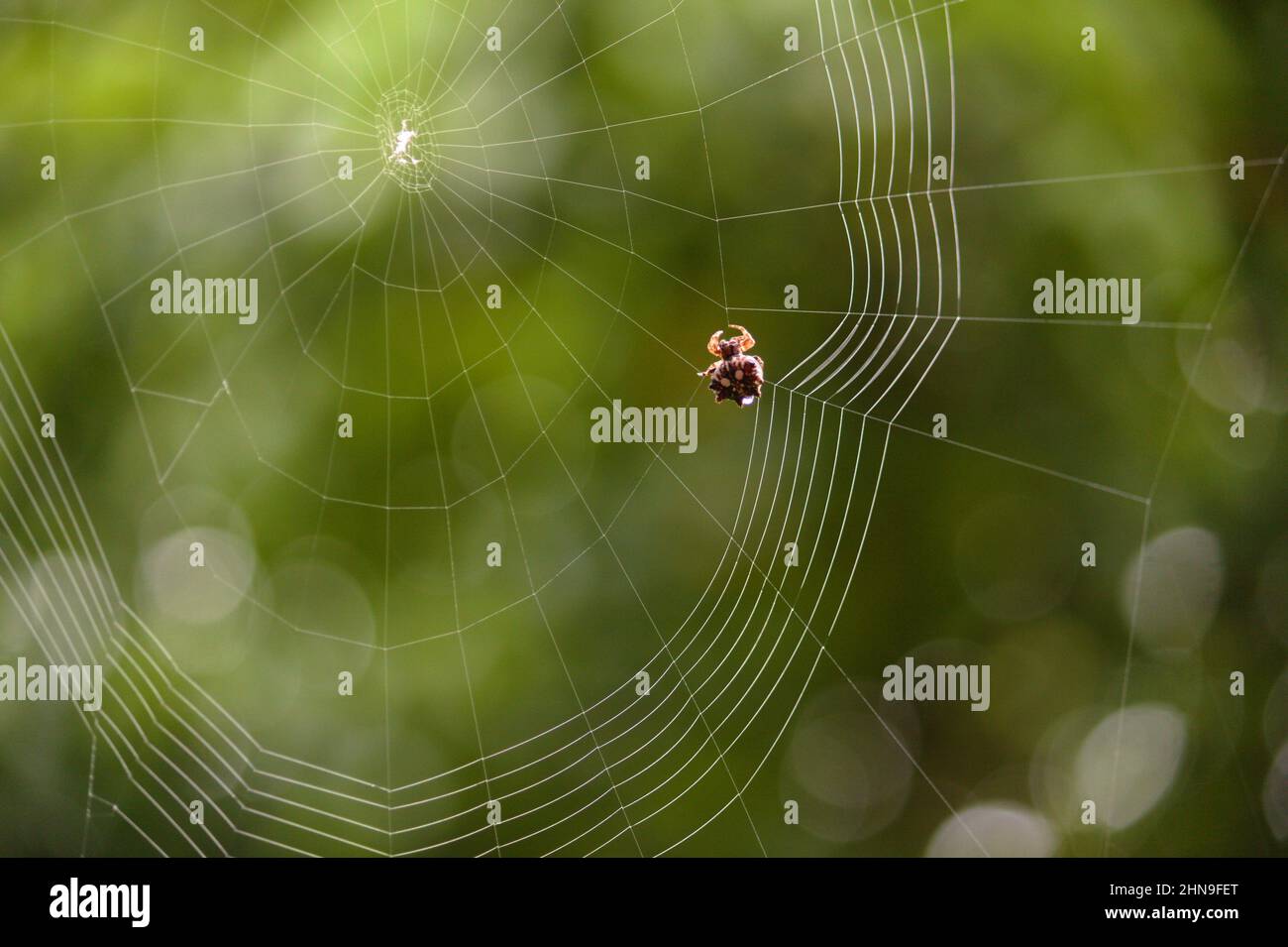 Spider spinning web Banque de photographies et d’images à haute ...