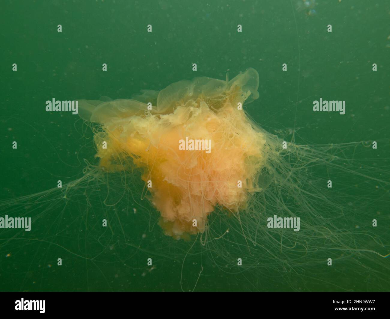 Un méduse de la manne du lion, Cyanea capillata. C'est l'une des plus ...