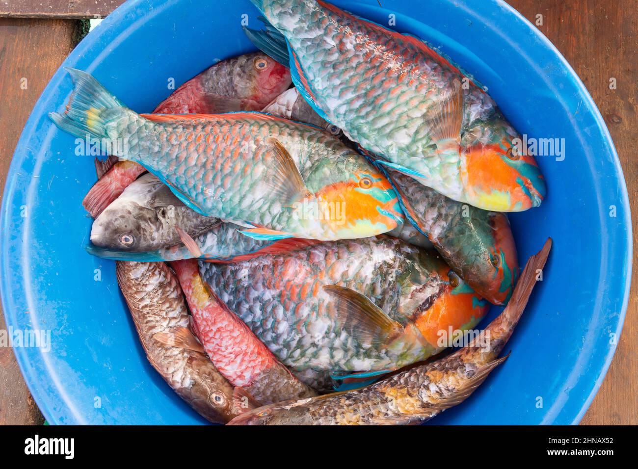 Plein de poisson Banque de photographies et d’images à haute résolution ...