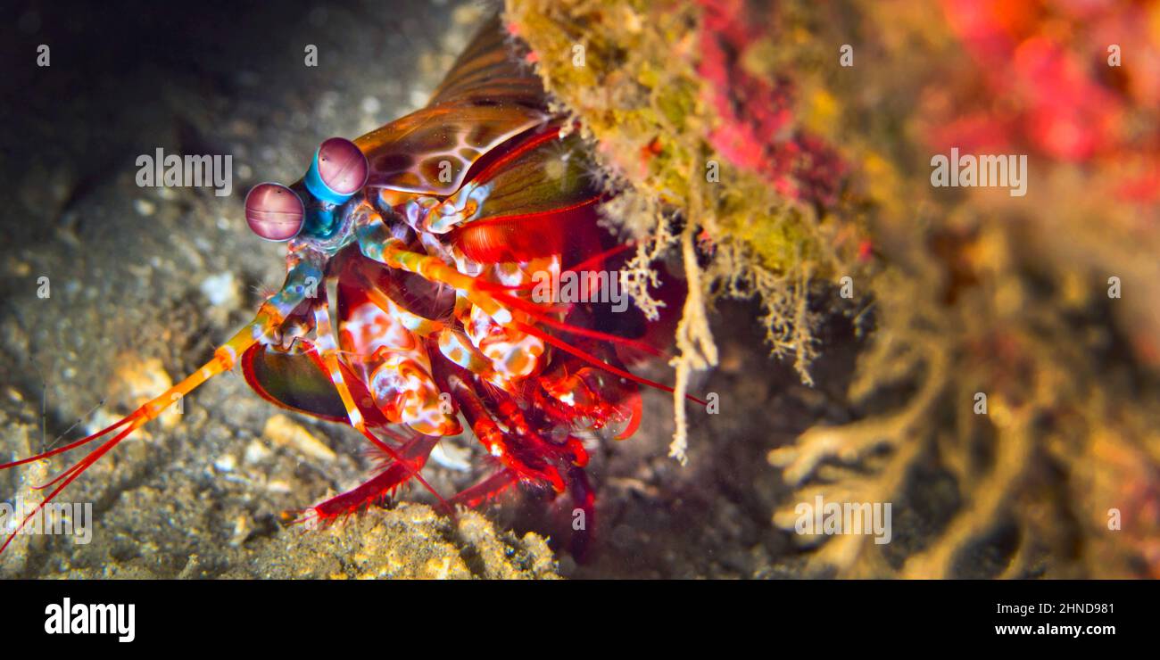 Crevettes mantis, paon mantis, Odomodactylus scylla, Coral Reef, Lembeh ...