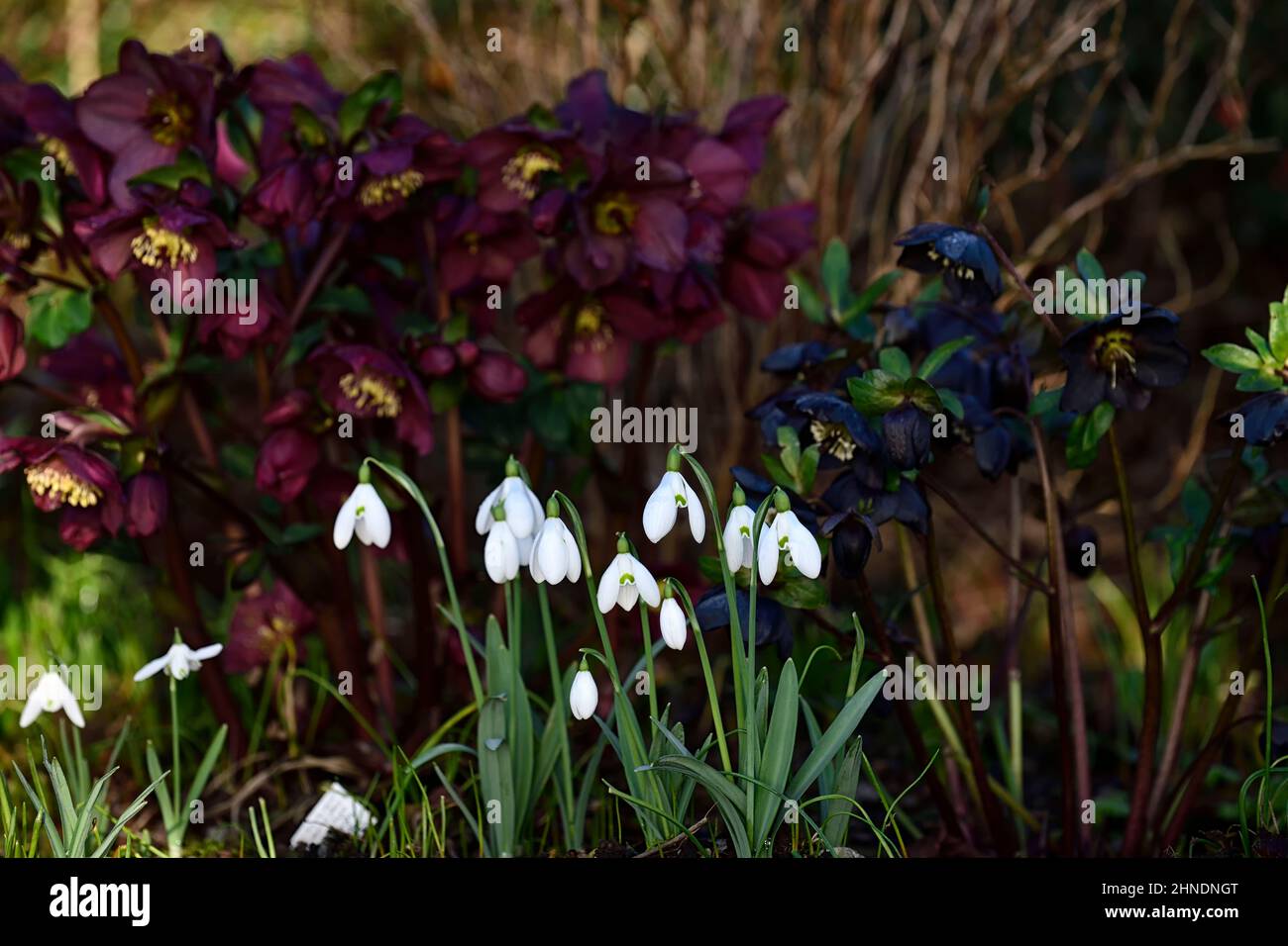 Galanthus sam arnott Banque de photographies et d’images à haute ...