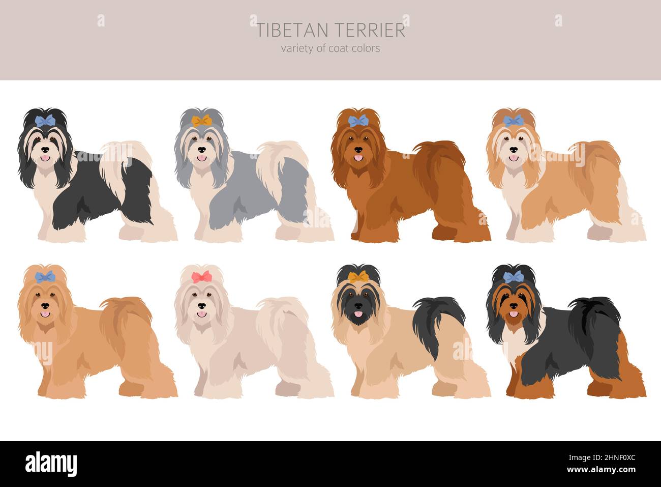 Tibetan terrier Banque d'images vectorielles - Alamy