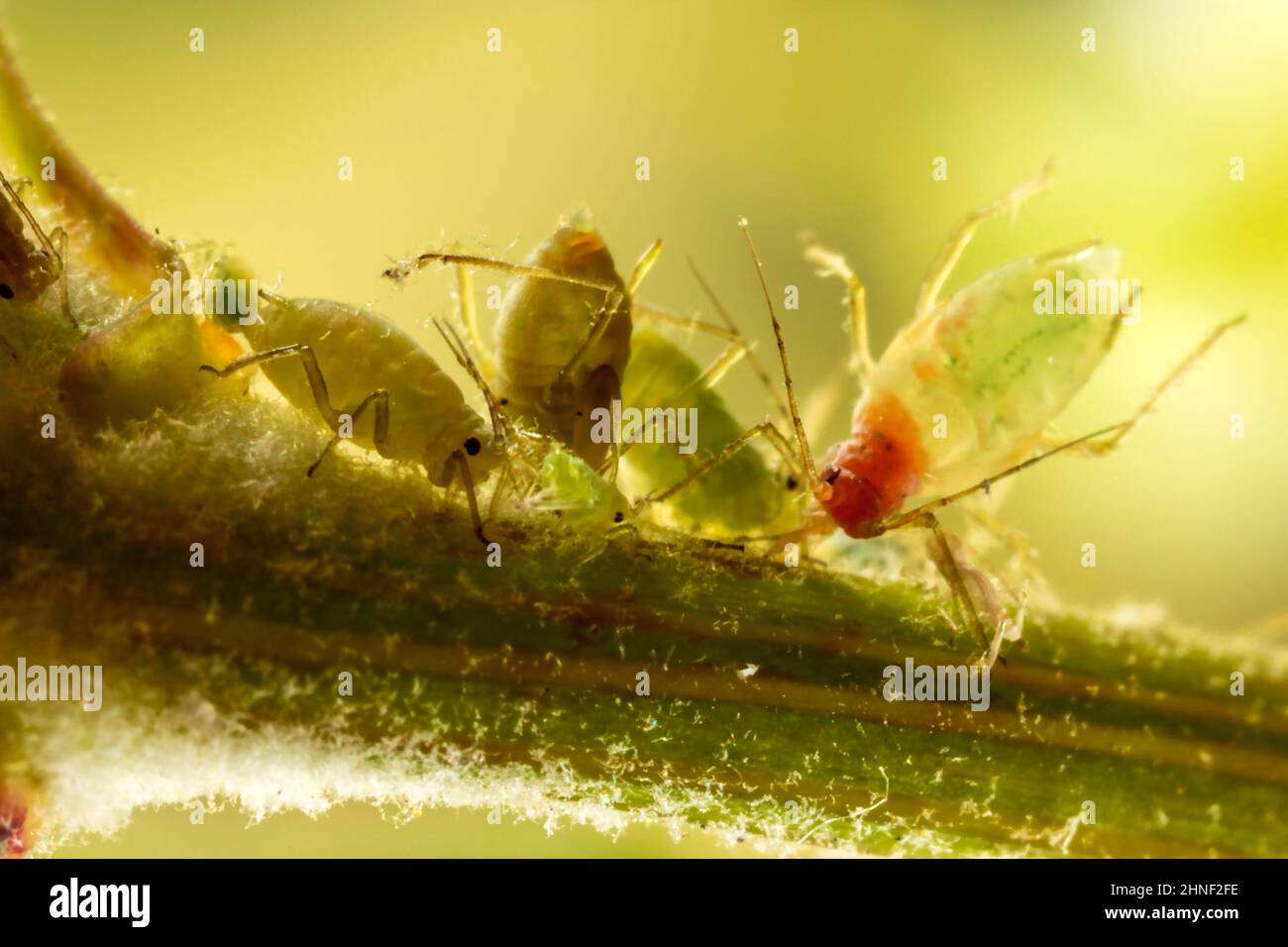 Attaque de pucerons Banque de photographies et d’images à haute ...