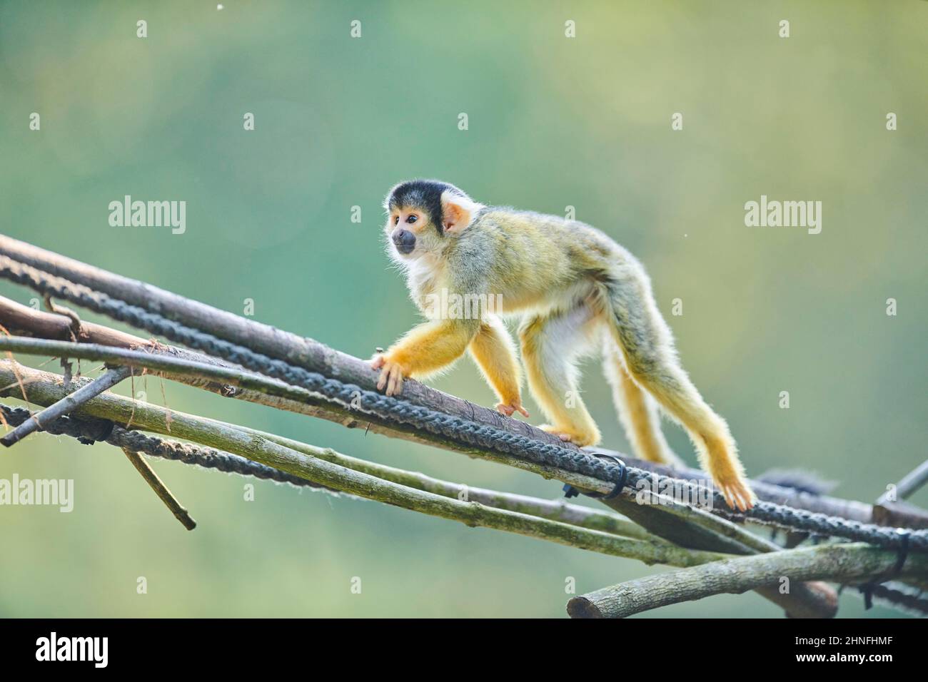 Singen germany Banque de photographies et d’images à haute résolution ...