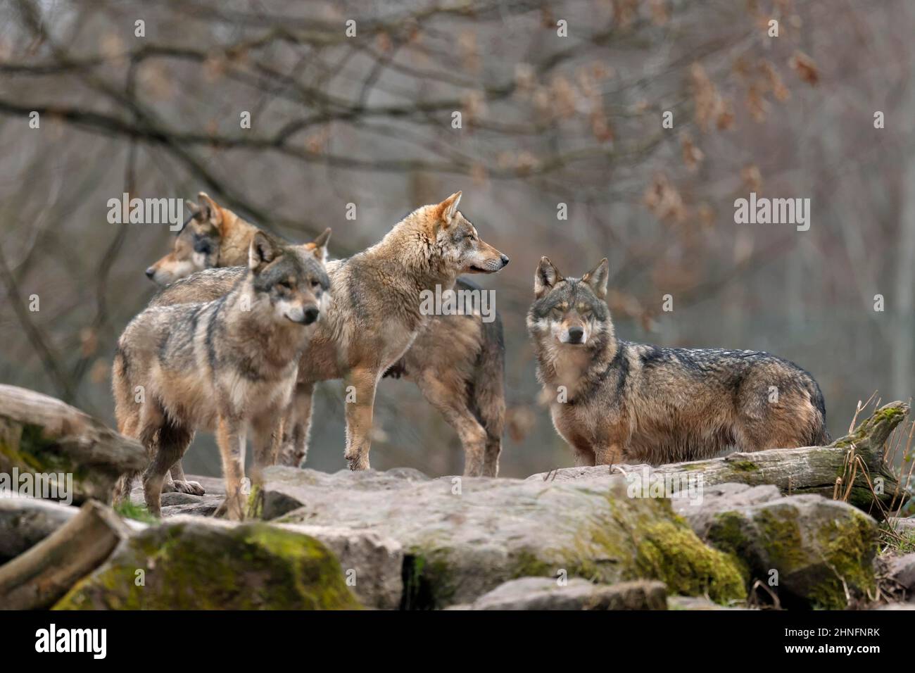 Loup gris européen (Canis lupus) ensemble de loups debout sur une roche ...