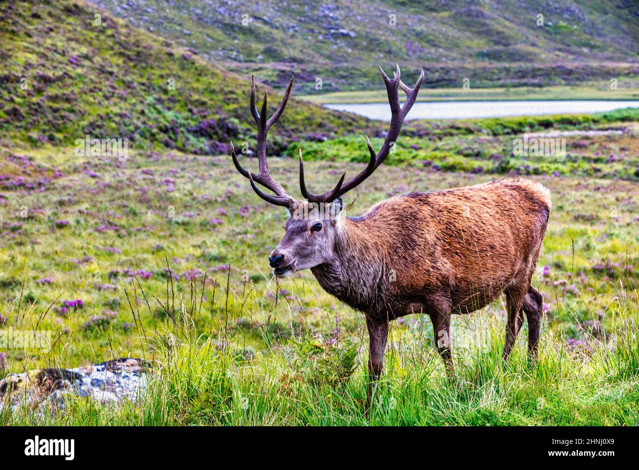 Cerf royal sauvage, cerf rouge avec 12 points à ses bois, six par ...
