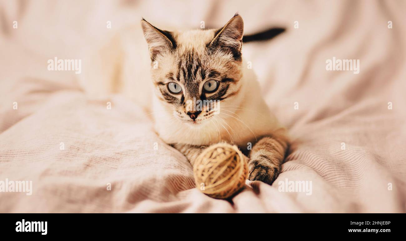 Chat mignon et doux pelote de laine Banque de photographies et d’images ...