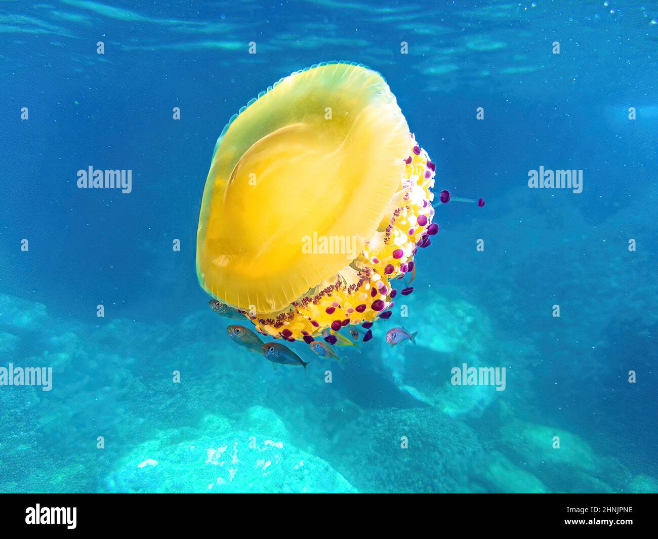 Le méduse méditerranéen de l'aquarium flottant dans l'eau. Cotylorhiza ...