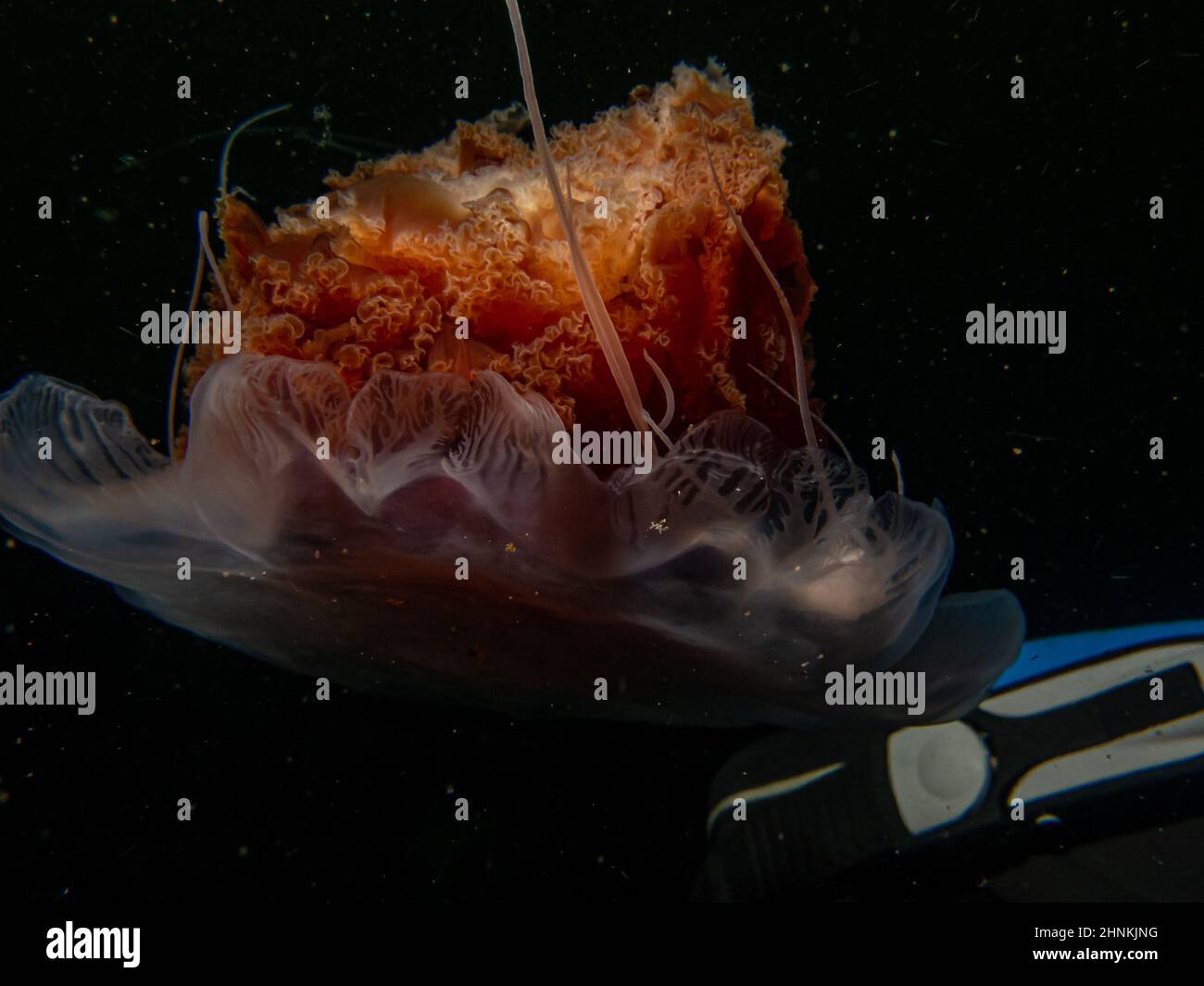 Un gros plan de Cyanea capillata, un méduse de la manée d'un lion. C ...