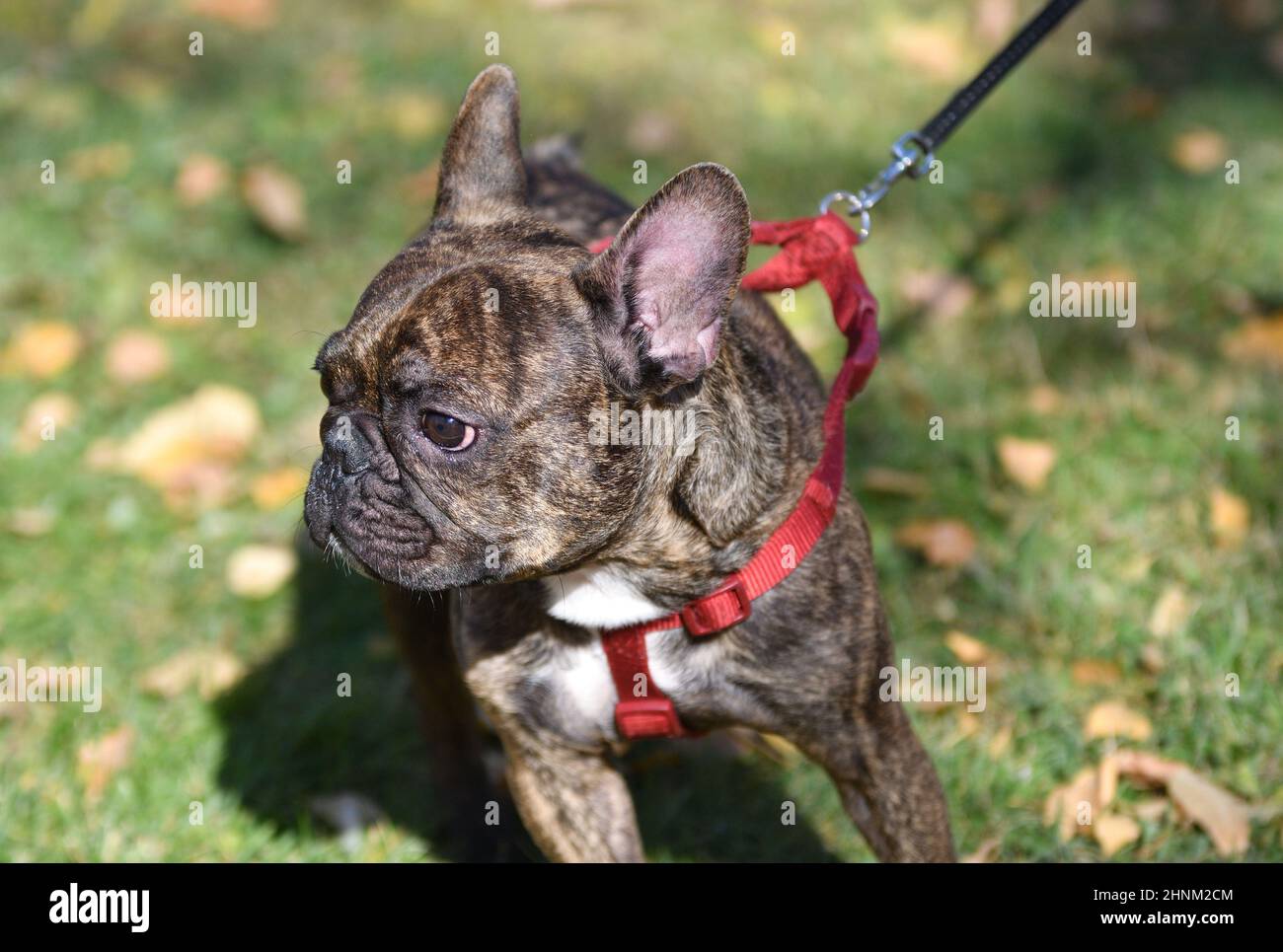 Race de chien français Banque de photographies et d’images à haute ...
