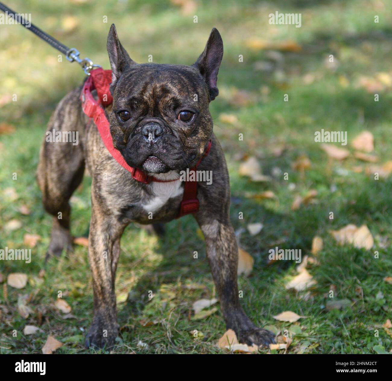 Race de chien français Banque de photographies et d’images à haute ...