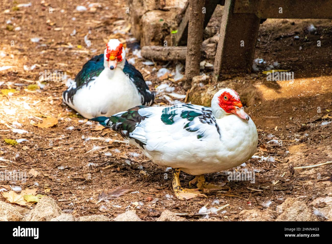 Canards de barbarie sur fond blanc Banque de photographies et d’images ...