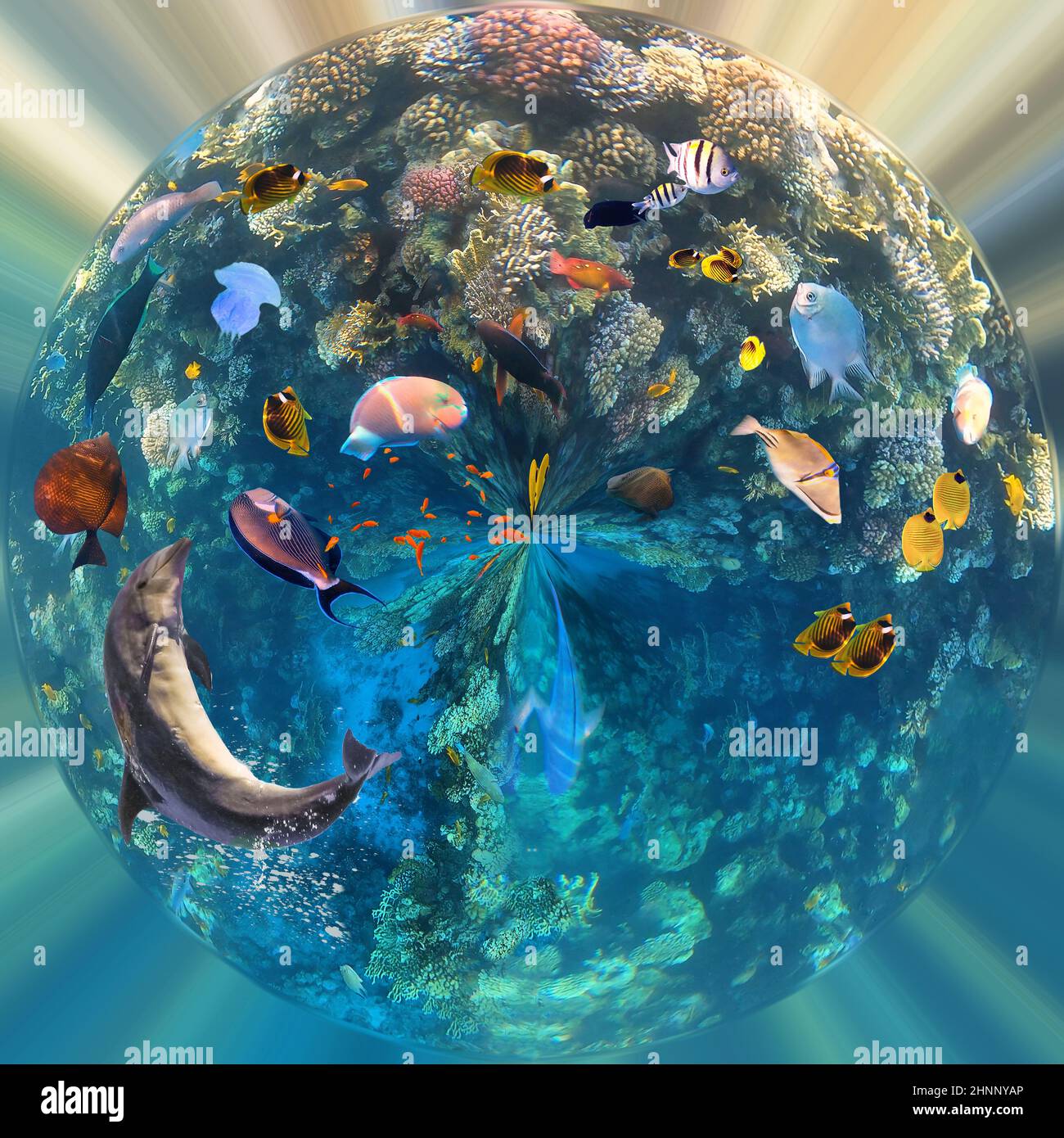 Poissons de la mer rouge Banque de photographies et d’images à haute ...