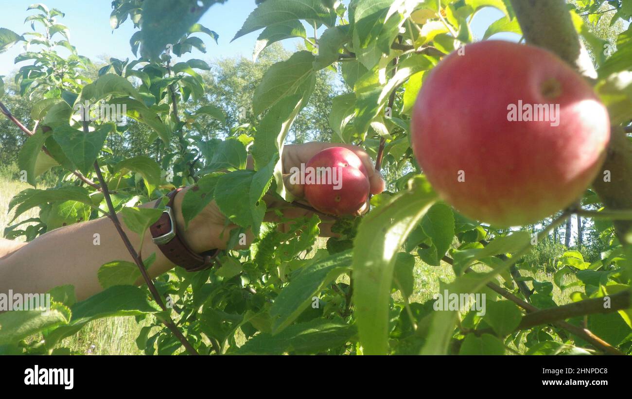 Fruit comestible Banque de photographies et d’images à haute résolution ...