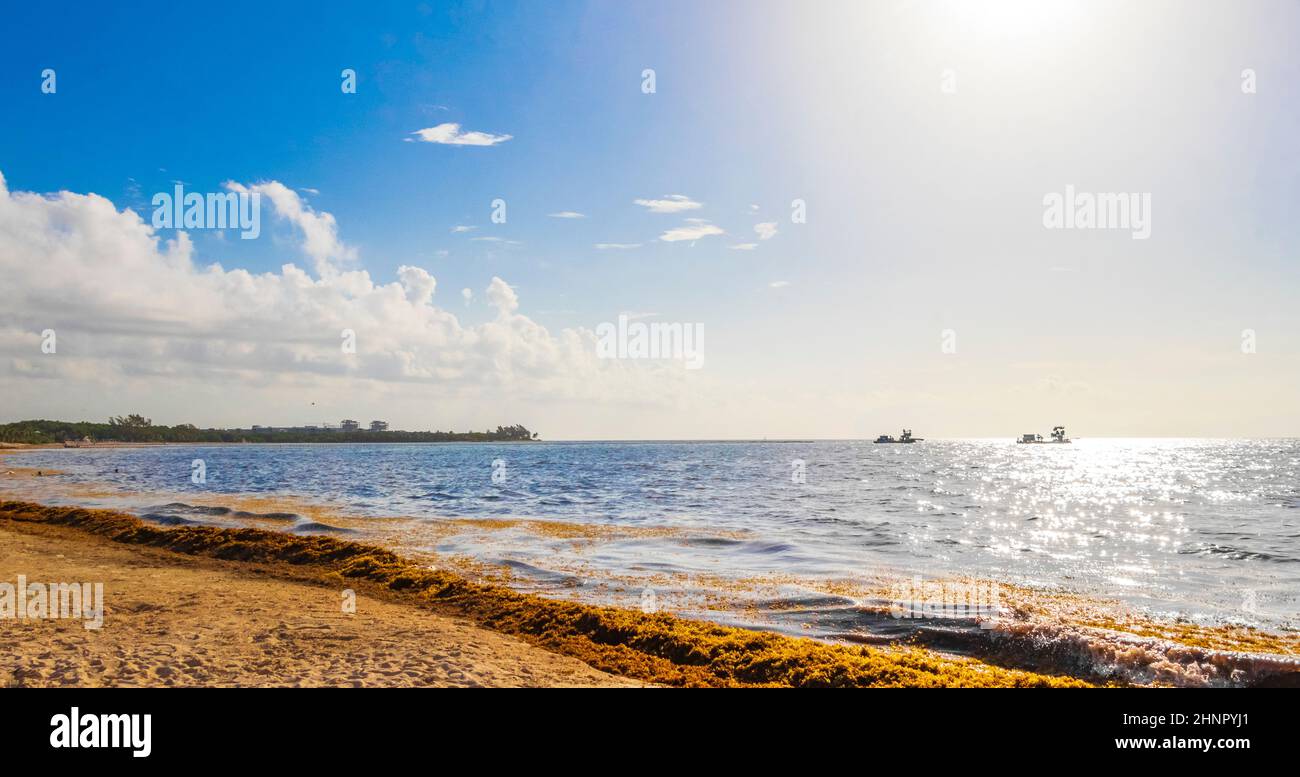 Mexique sargazo Banque de photographies et d’images à haute résolution ...