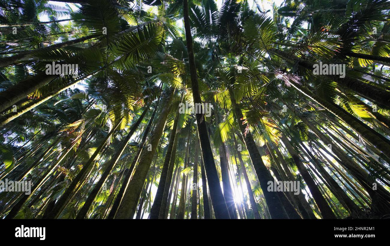 Beaux grands palmiers Banque de photographies et d’images à haute ...
