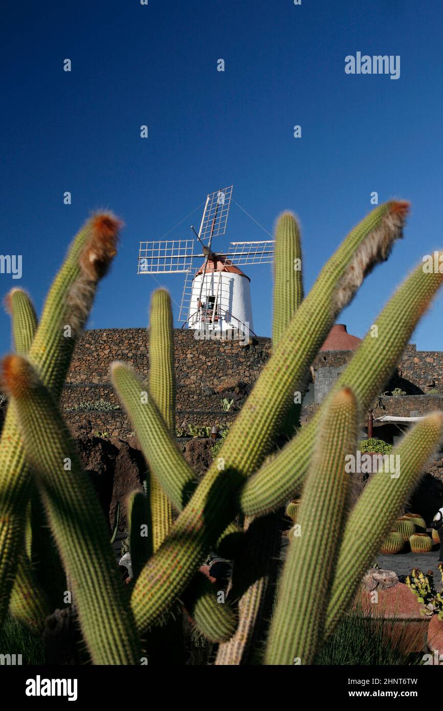 Cactus canari Banque de photographies et d’images à haute résolution ...