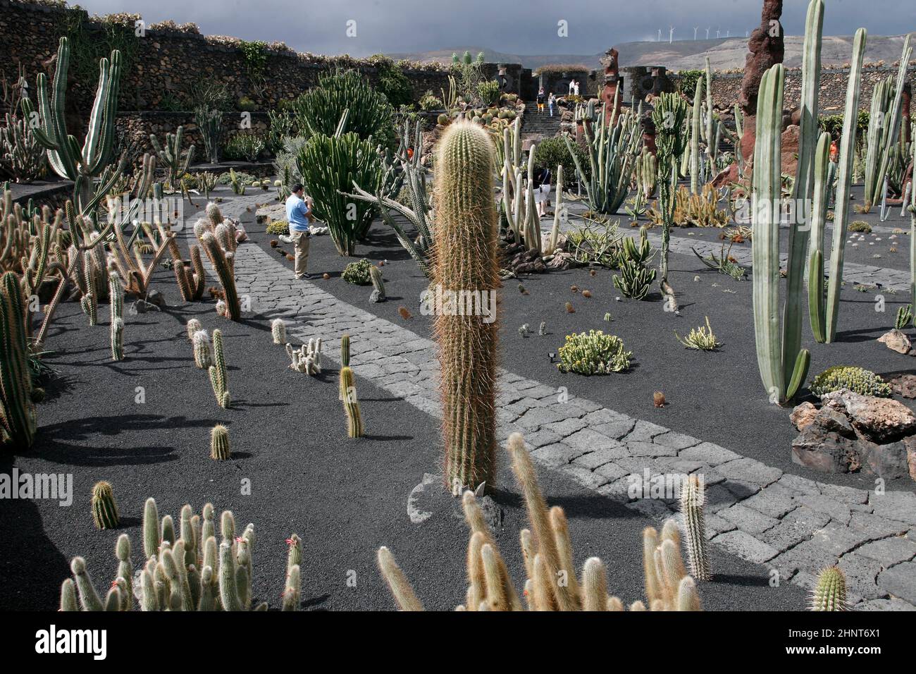 Cactus canari Banque de photographies et d’images à haute résolution ...