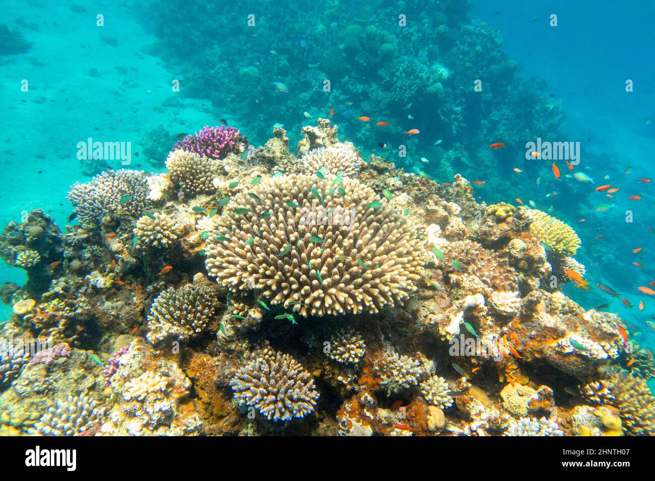 Récif de corail pittoresque et coloré au fond sablonneux de la mer ...