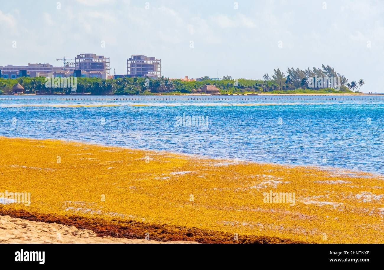 Il y a beaucoup d'algues rouges très dégoûtantes sargazo sur la plage ...