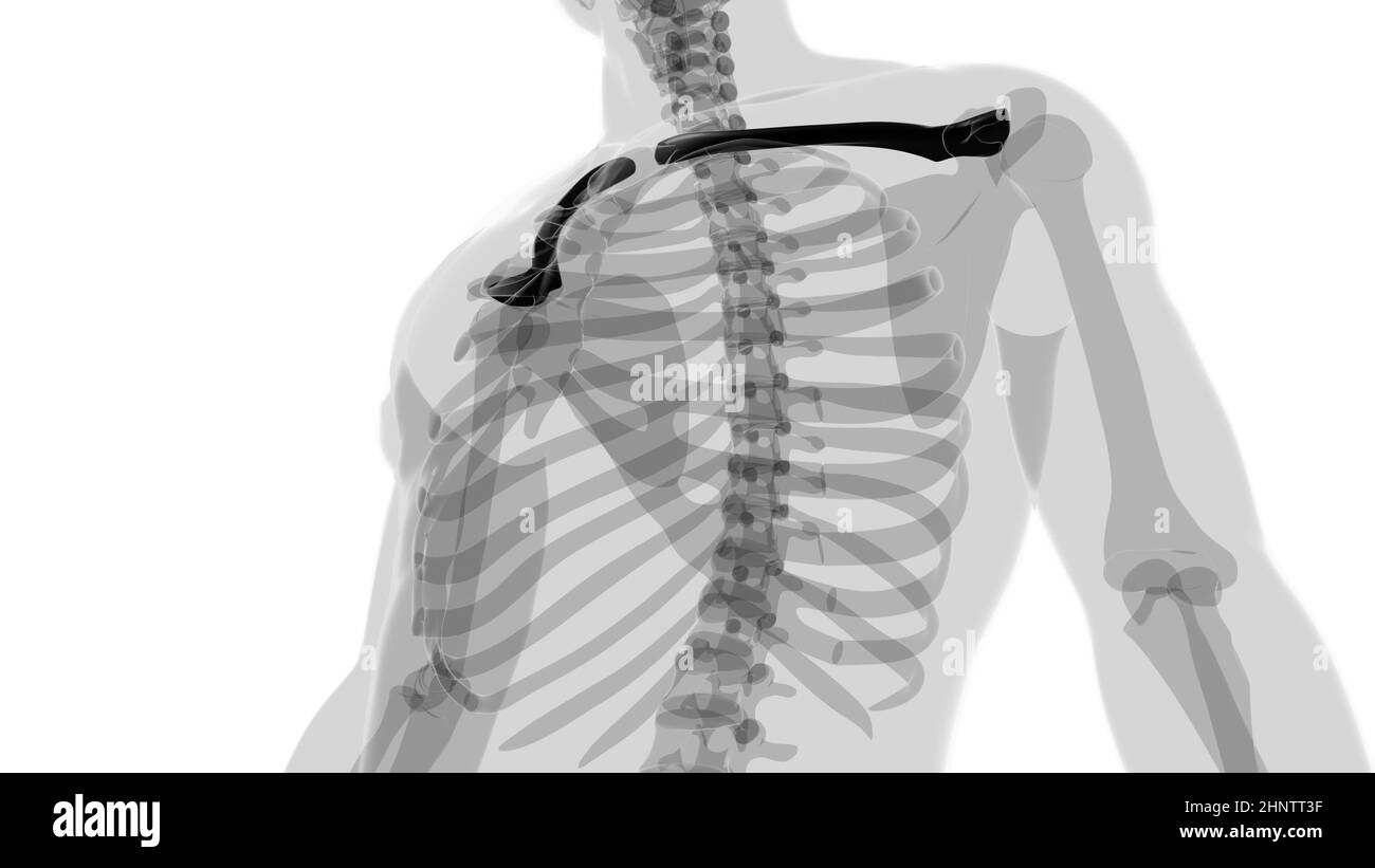 Squelette humain anatomie clavicule os 3D Rendering for Medical concept ...