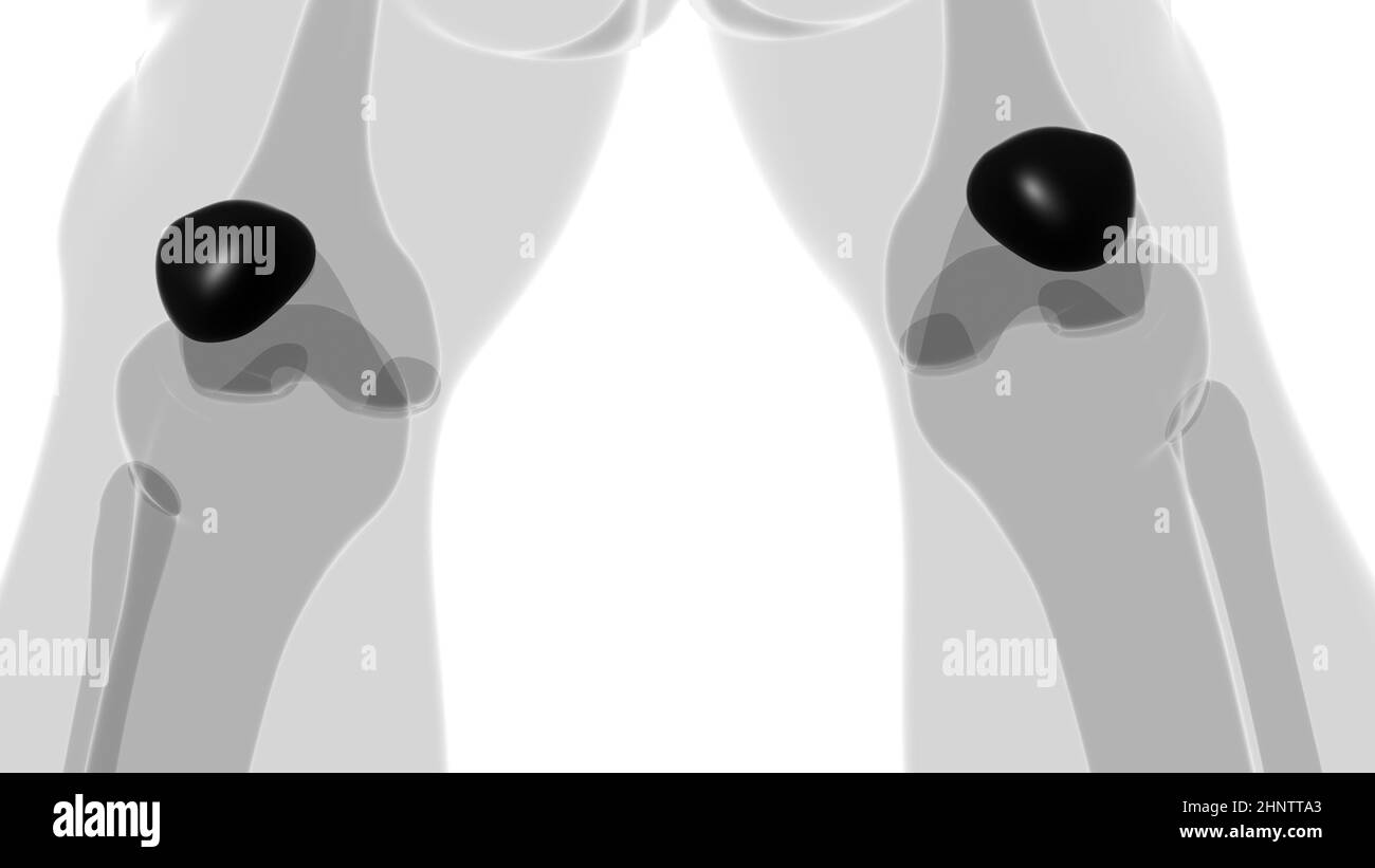 Anatomie du squelette humain rotule OS 3D Rendering for Medical concept ...