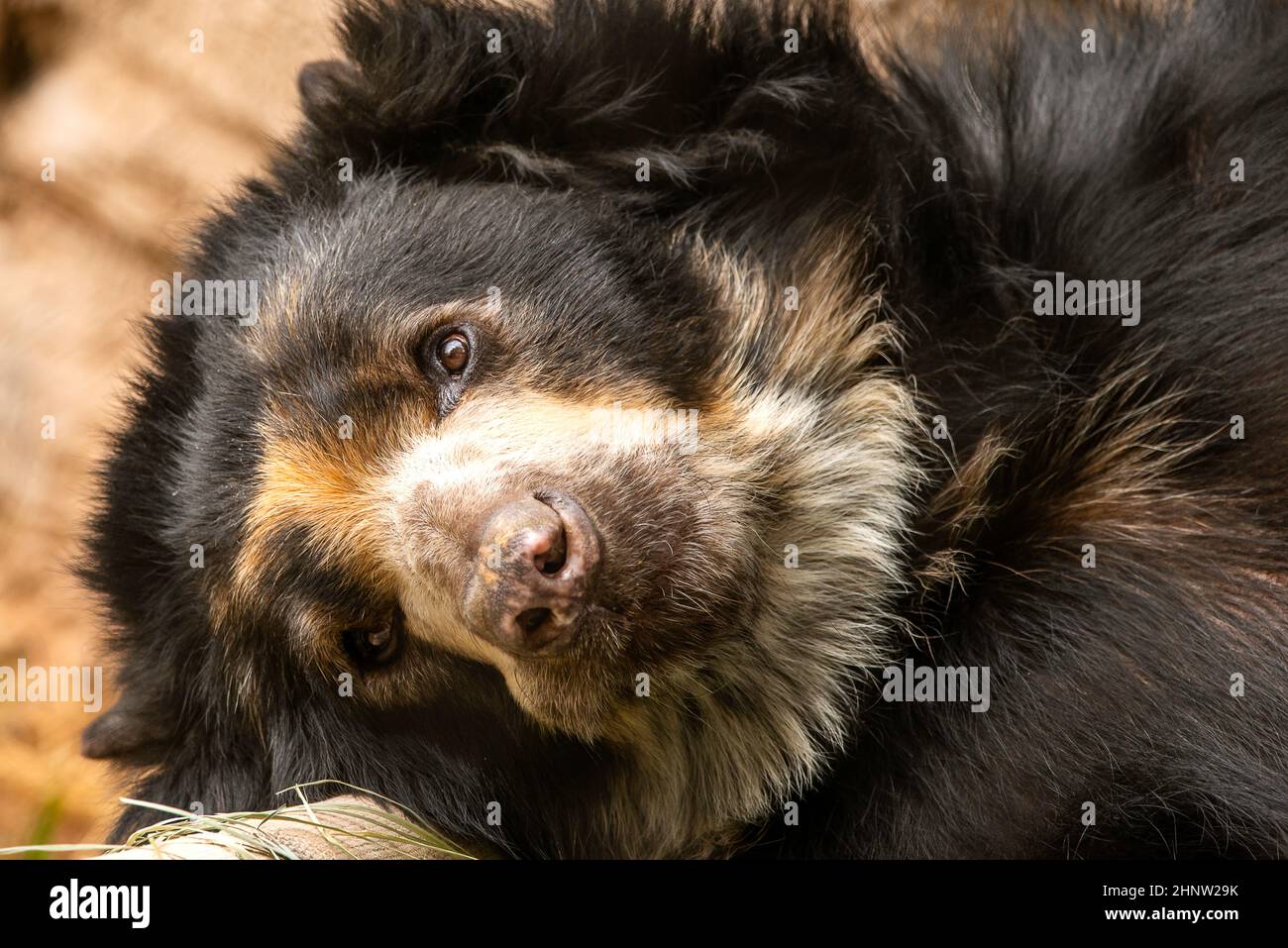 Animaux andins Banque de photographies et d’images à haute résolution ...