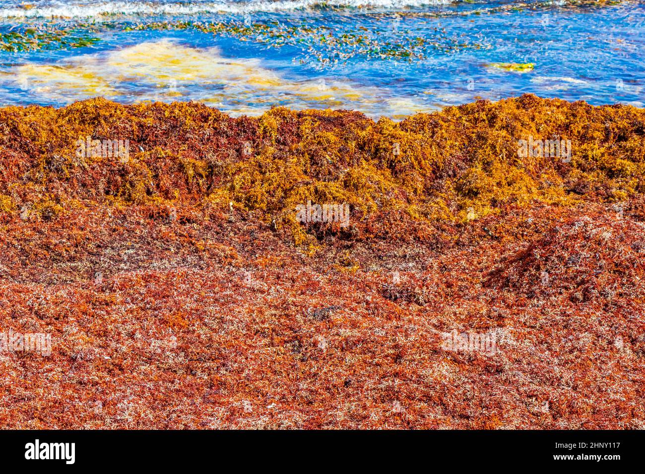 Il y a beaucoup d'algues rouges très dégoûtantes sargazo à la plage ...