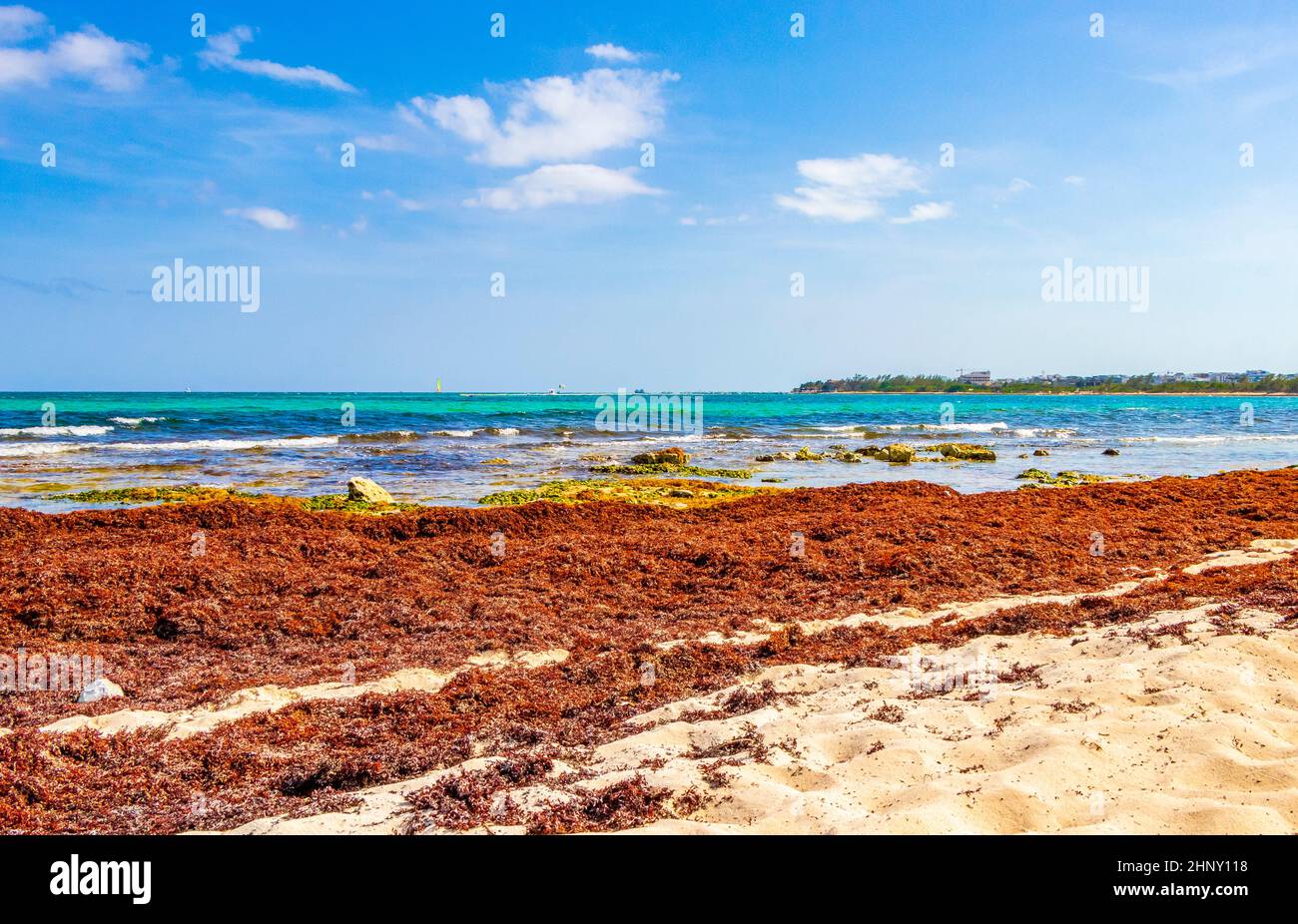 Il y a beaucoup d'algues rouges très dégoûtantes sargazo à la plage ...