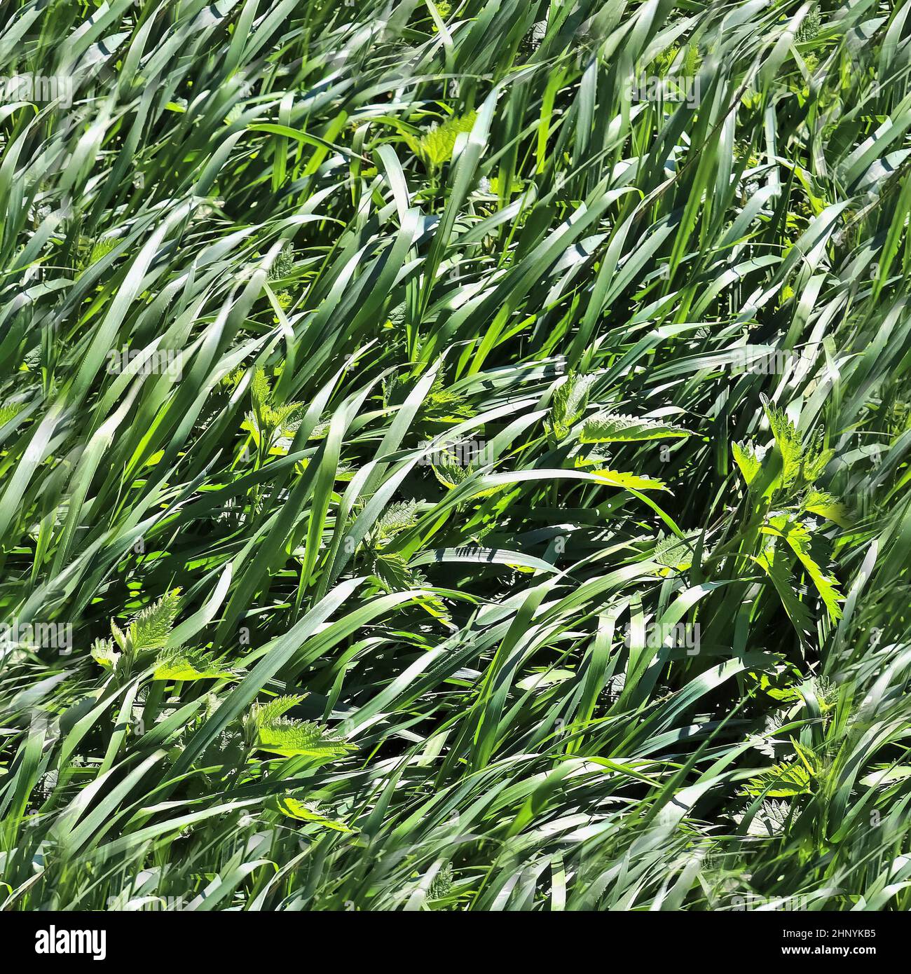 Texture d'herbe transparente et réaliste avec une résolution élevée de ...