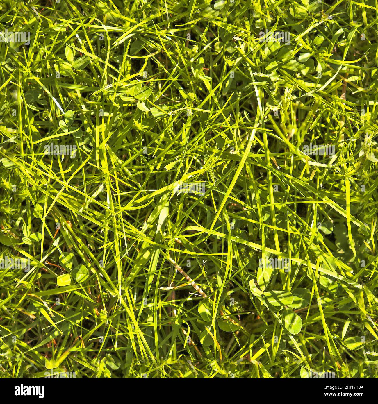 Texture d'herbe transparente et réaliste avec une résolution élevée de ...