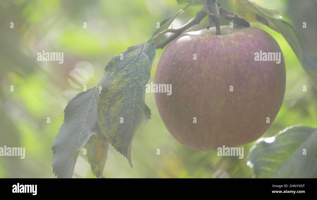 Les prunes douces et biologiques cultivées dans la montagne de Fu Shou ...