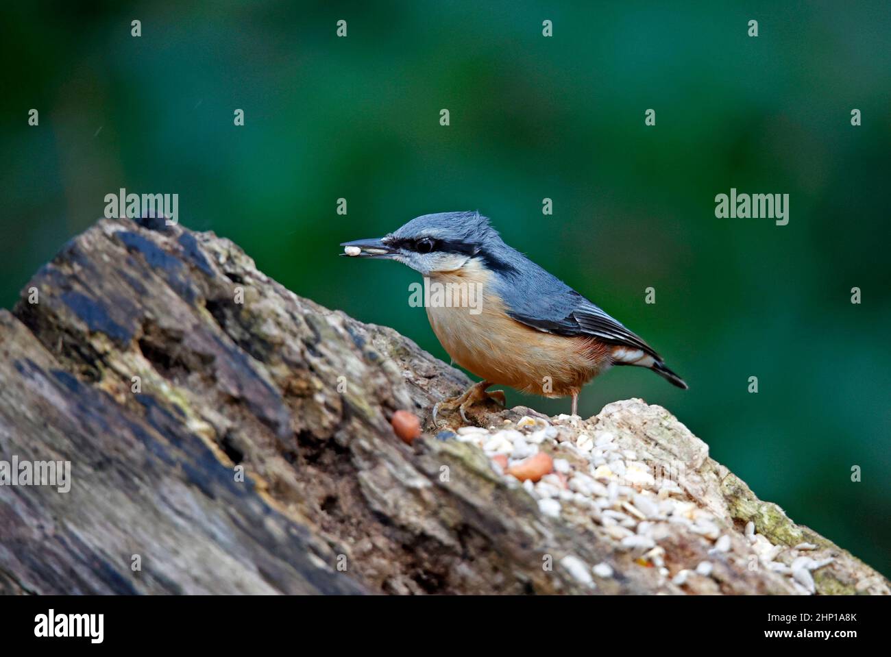 Cache oiseaux Banque de photographies et d’images à haute résolution - Alamy