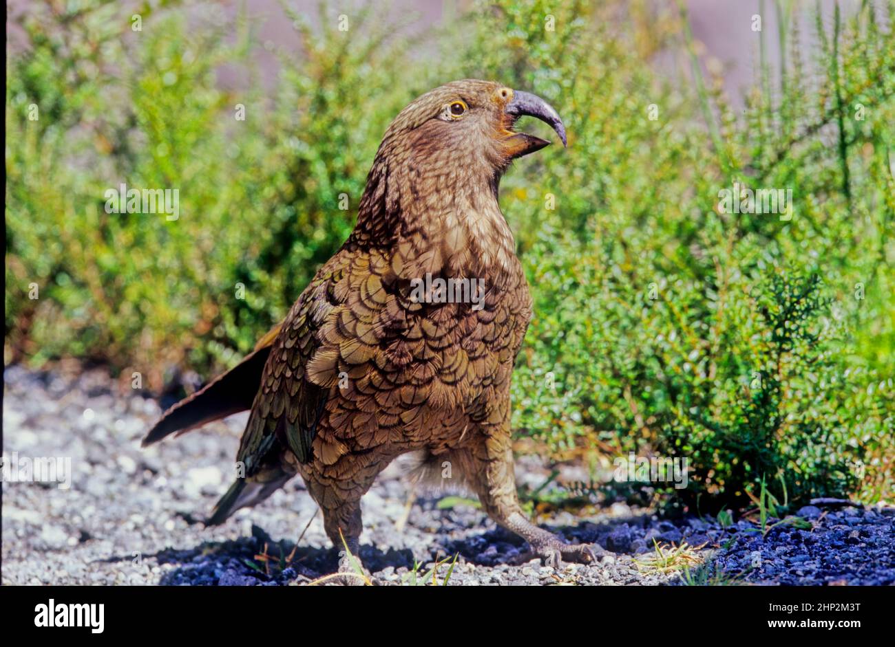 Le kea, Nestor notabilis est une espèce de grand perroquet de la ...