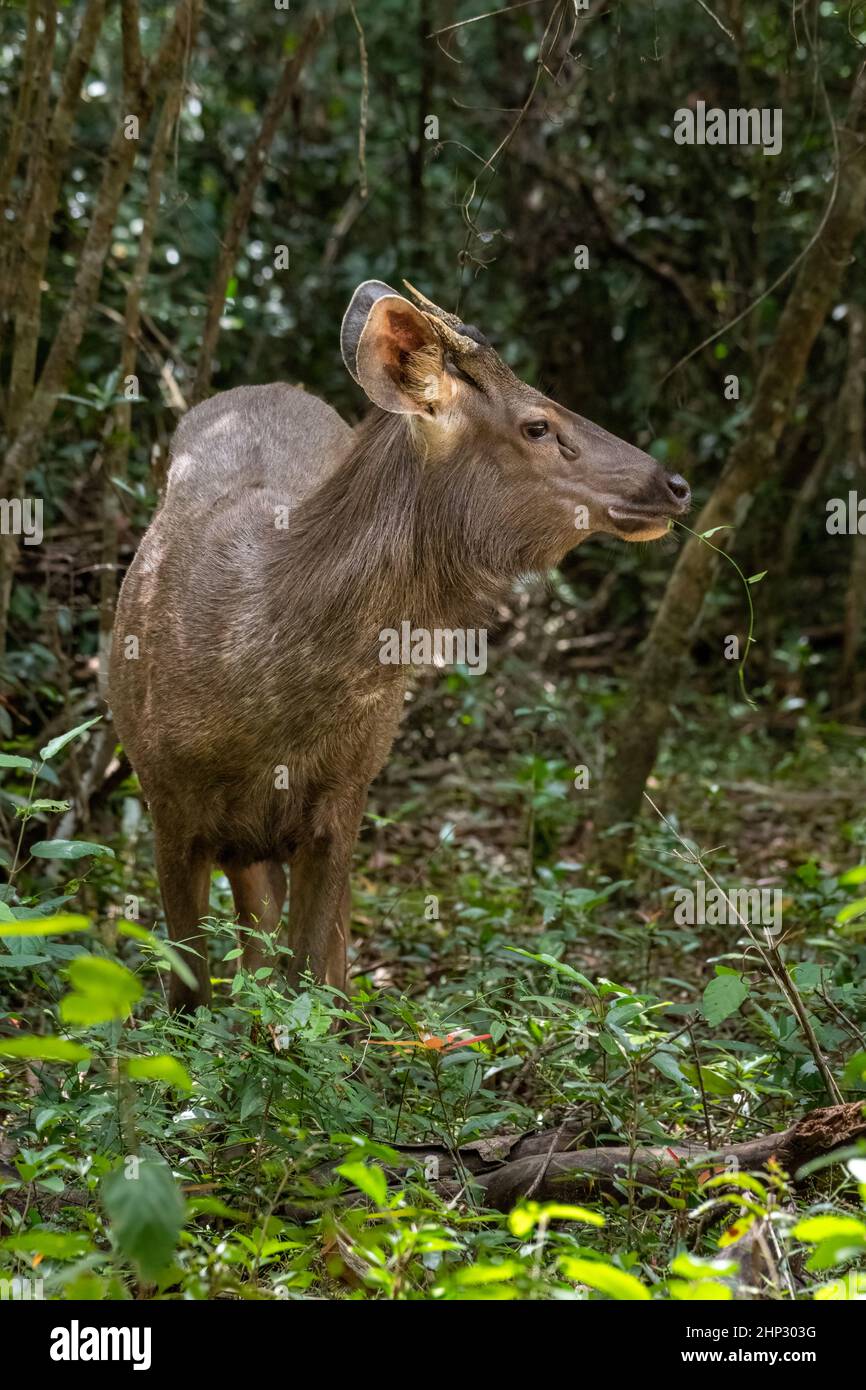 Cerf de timor ou de rusa Banque de photographies et d’images à haute ...