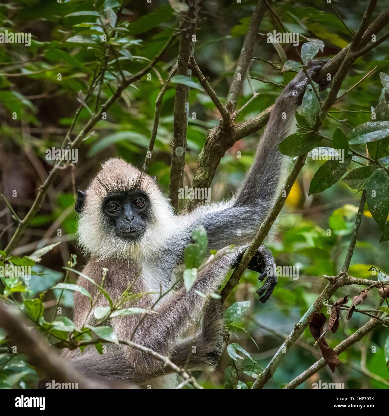 Sri lanka fauna Banque de photographies et d’images à haute résolution ...