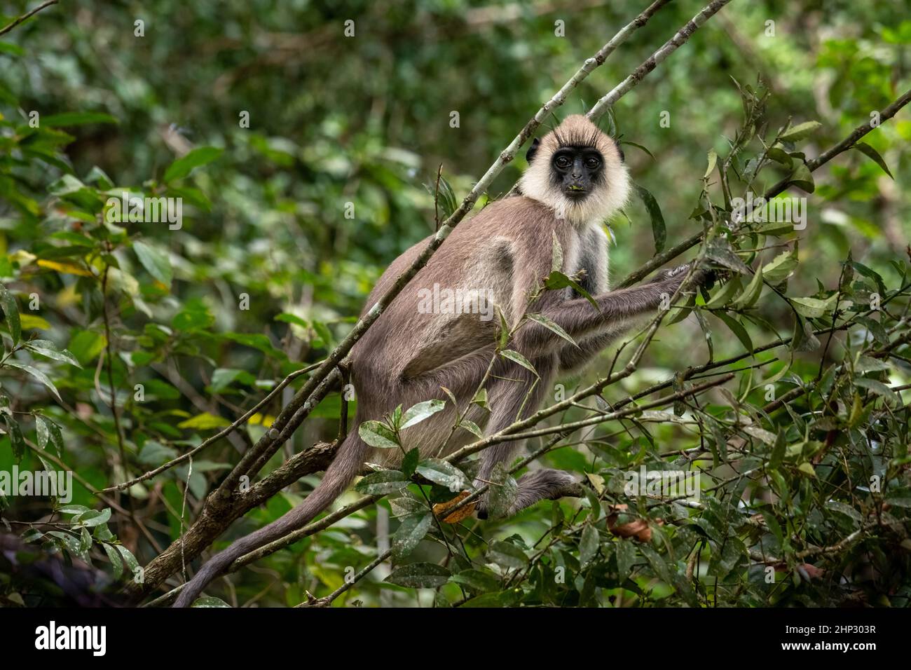 Sri lanka fauna Banque de photographies et d’images à haute résolution ...