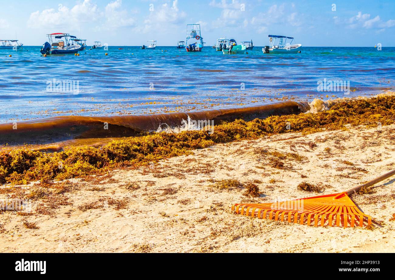 Jardin de la fourche Broom de la feuille de roke et beaucoup d'algues ...