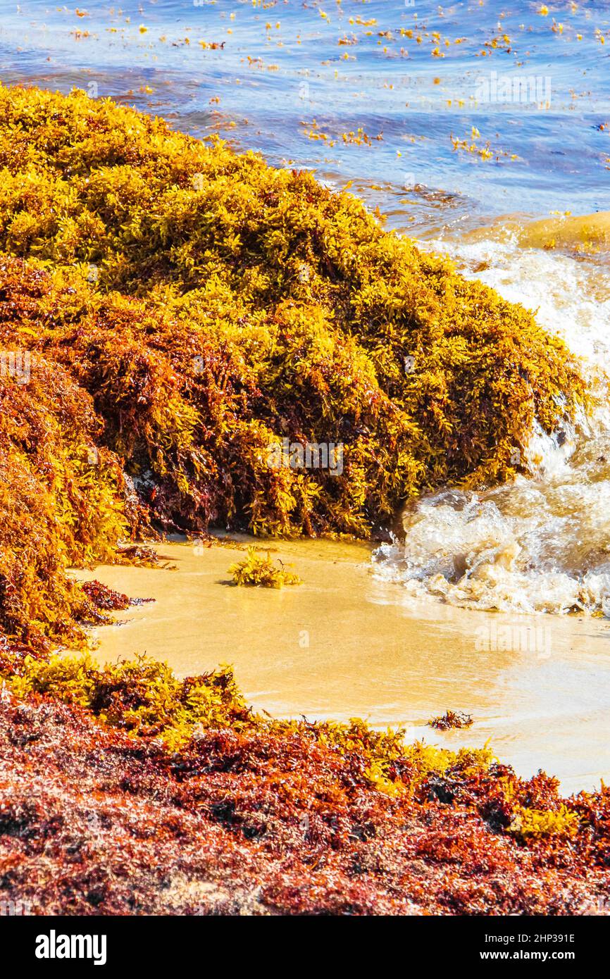 Il y a beaucoup d'algues rouges très dégoûtantes sargazo sur la plage ...