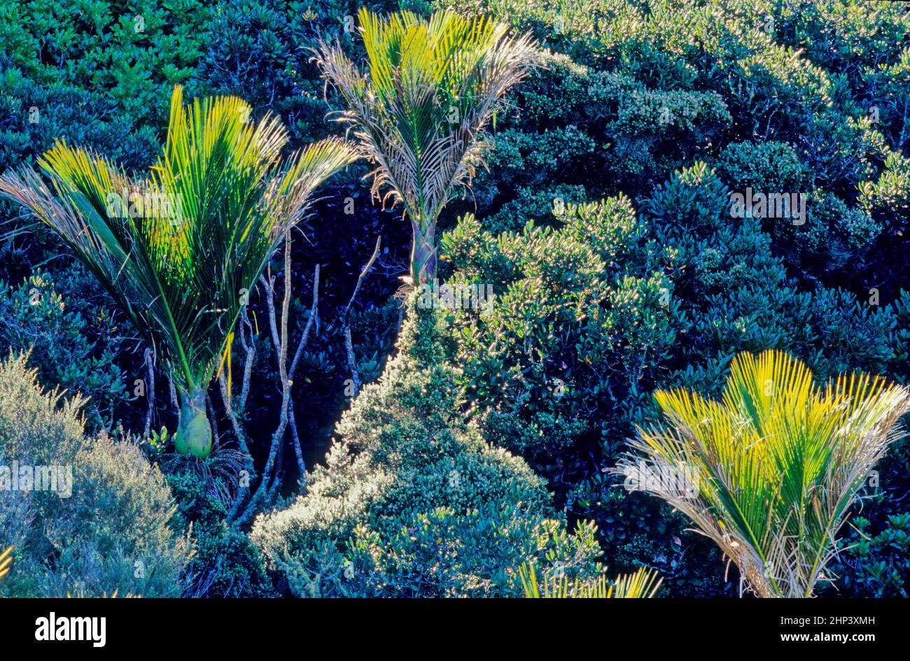 Rhopalostylis sapida, nīkau Māori: nīkau ou nikau est un palmier ...