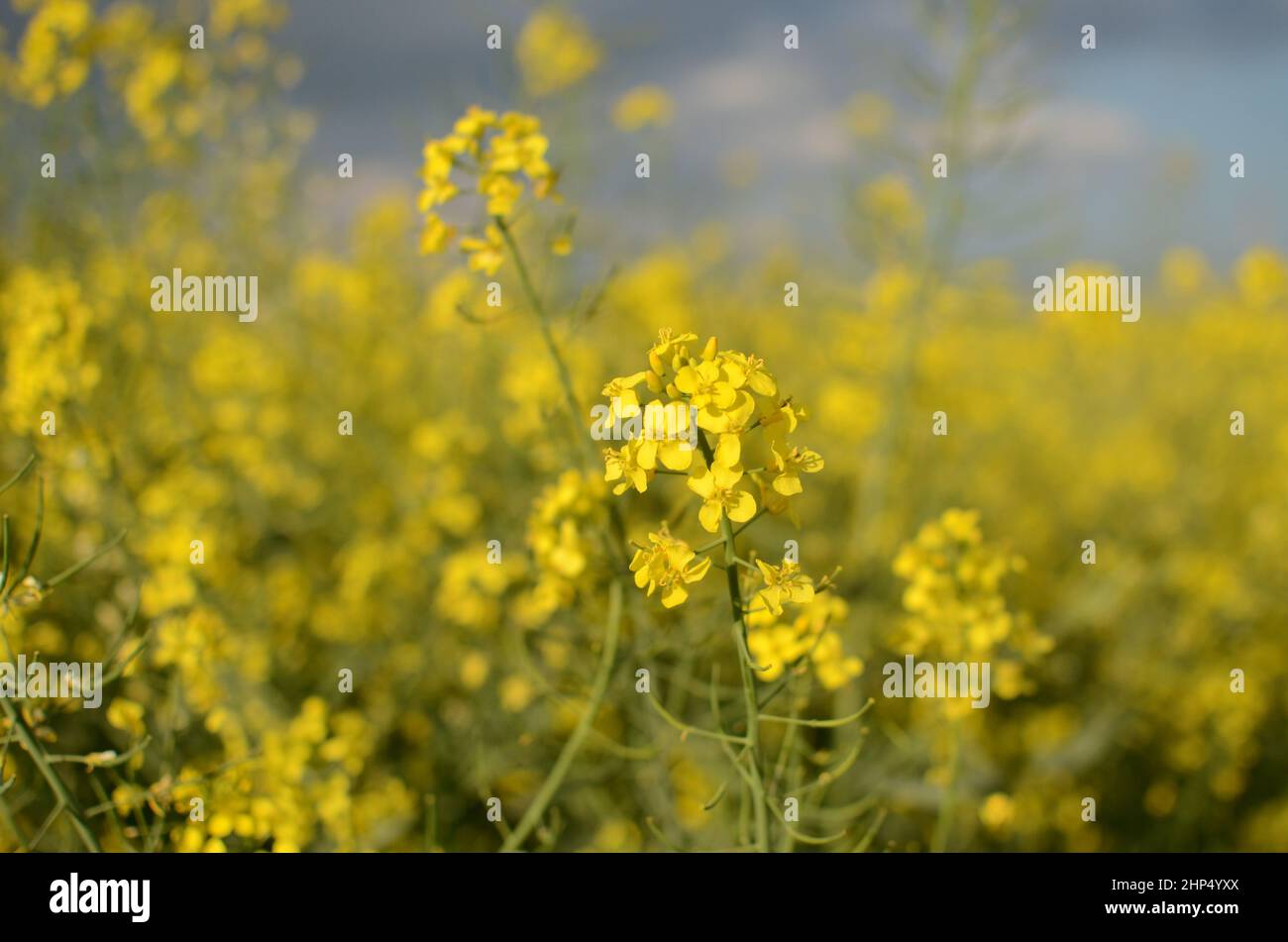 Colza colza Banque de photographies et d’images à haute résolution - Alamy