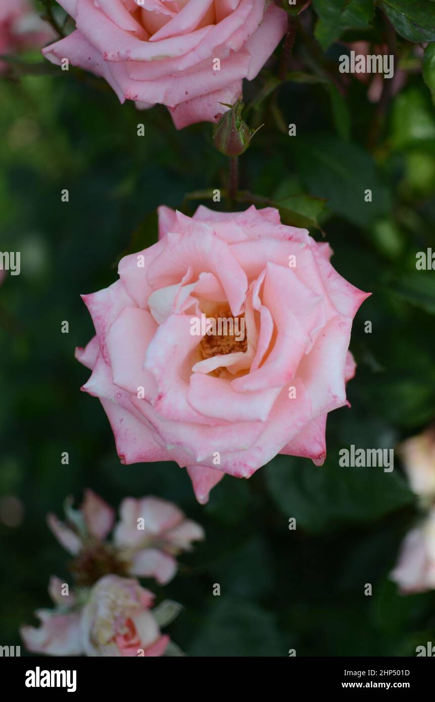 Belles roses Banque de photographies et d’images à haute résolution - Alamy