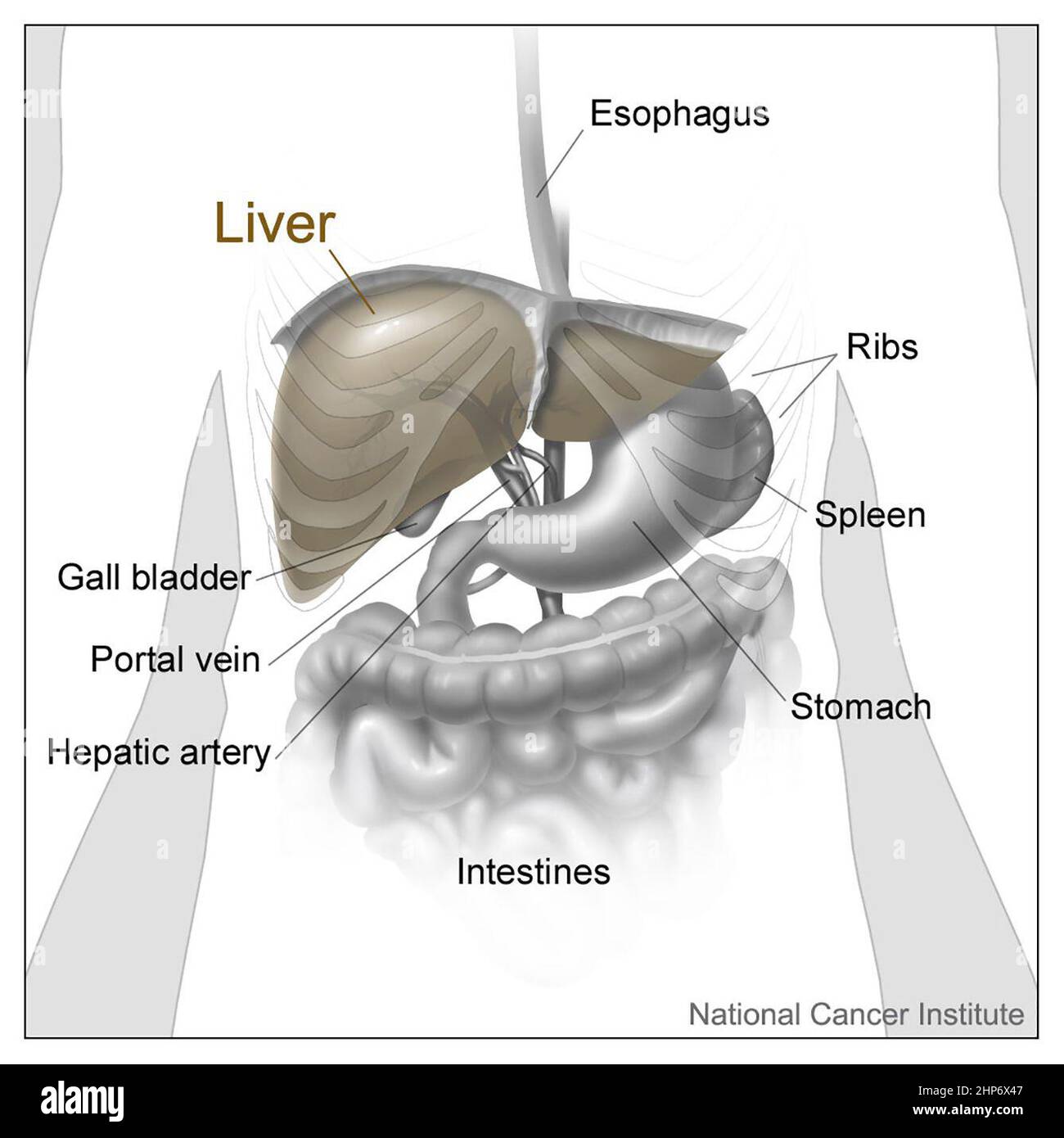 Le foie et les organes et structures proches (oesophage, côtes, rate ...