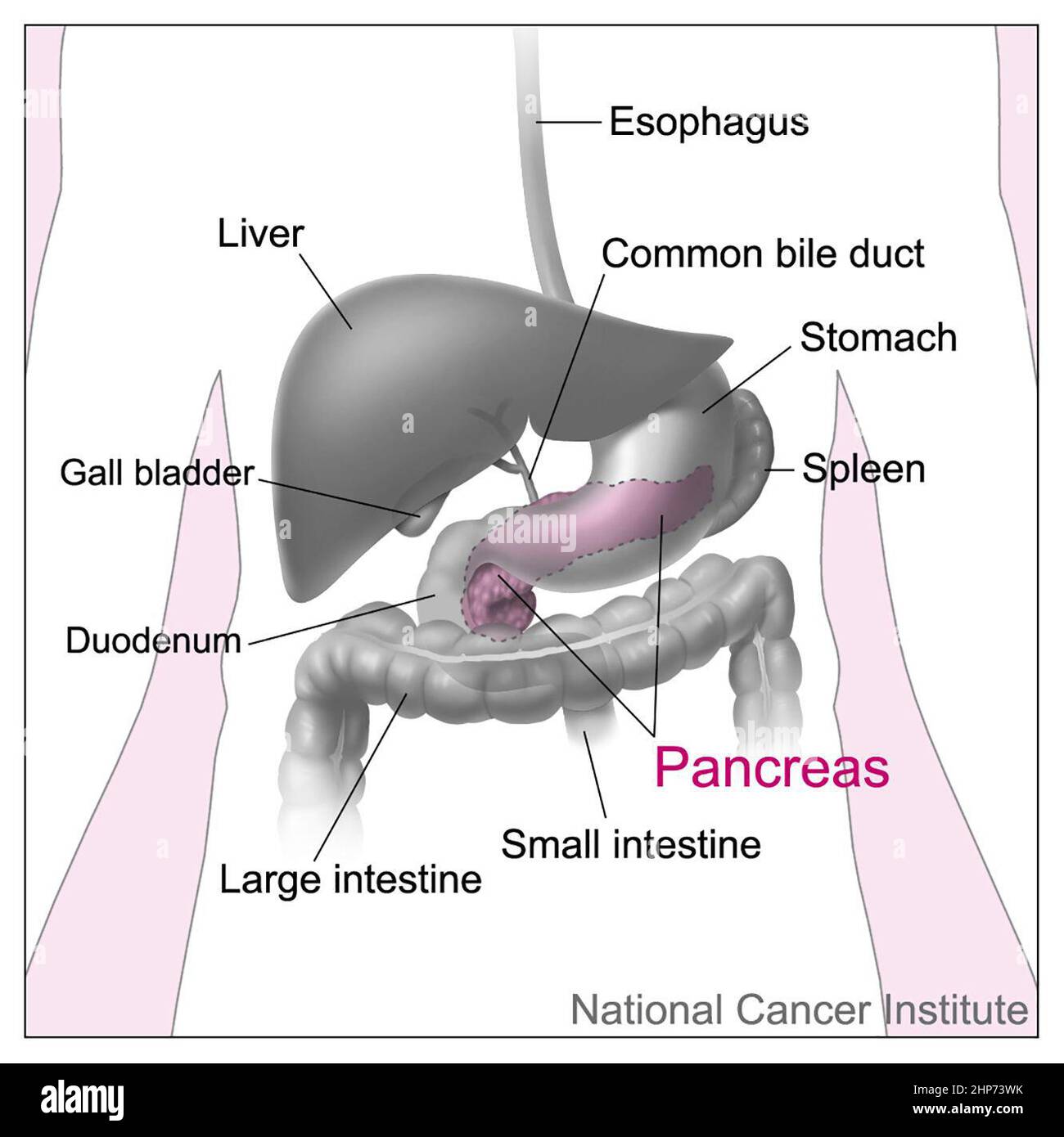 Le pancréas et les organes et structures proches dans le tube digestif ...