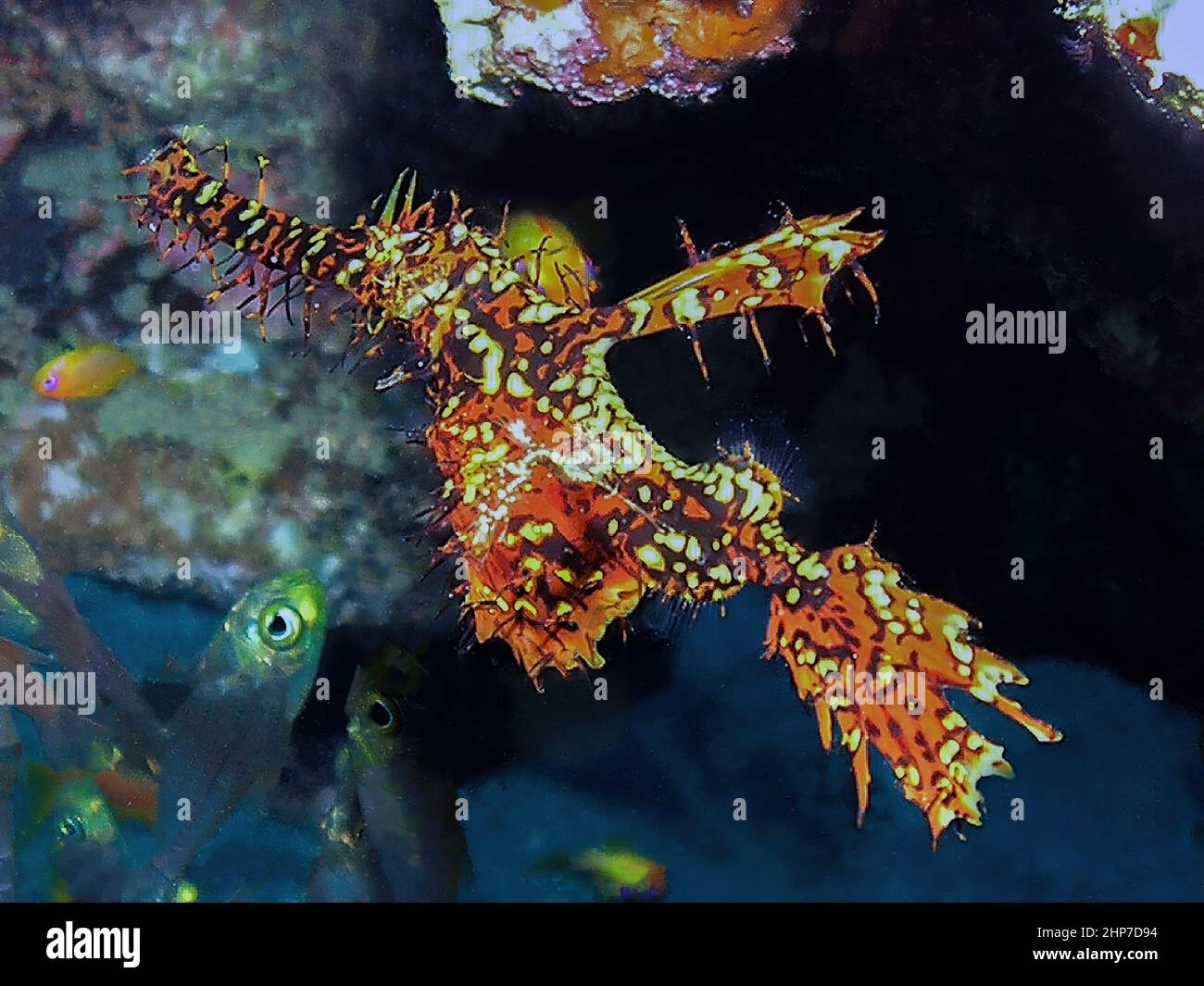 Poisson-perce fantôme (Solenostomus paradoxus) dans la mer Rouge ...