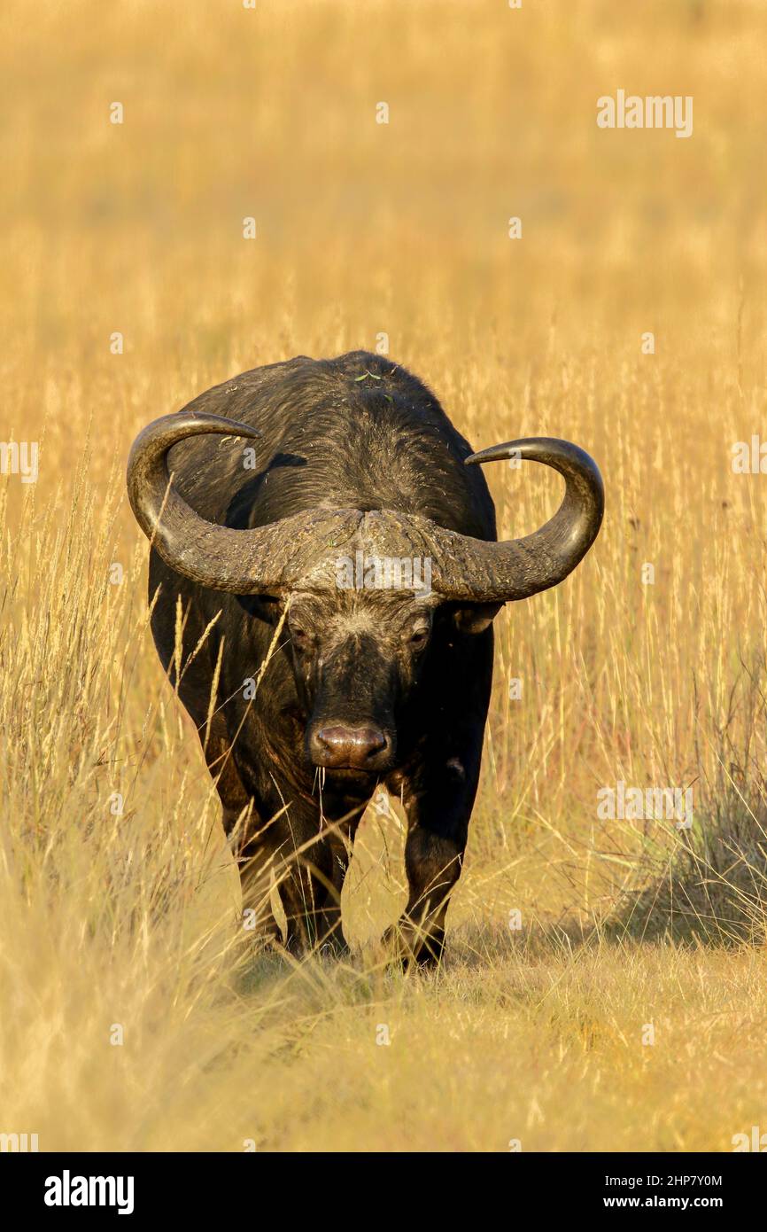 Taureau de buffle africain Banque de photographies et d’images à haute ...
