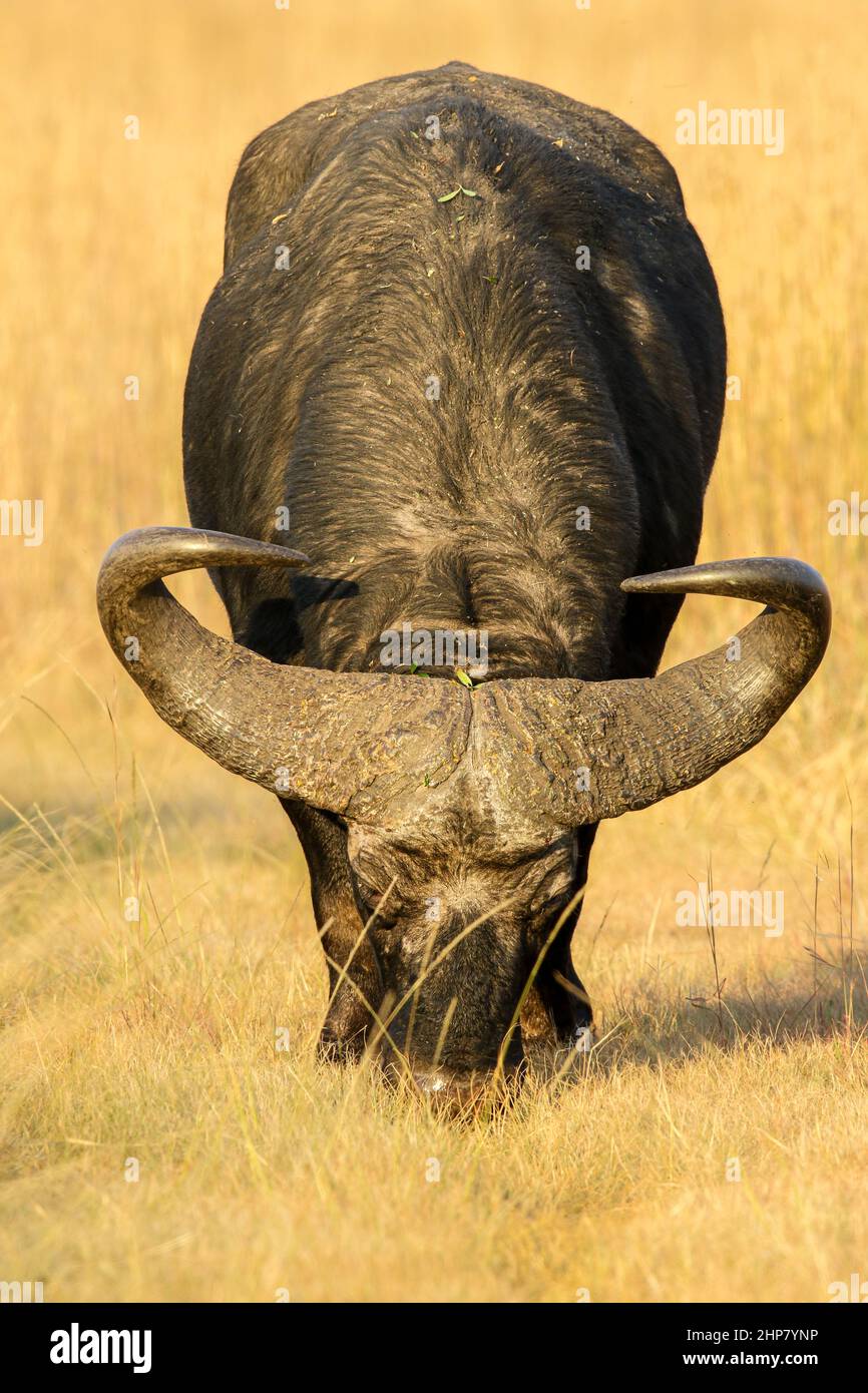 Taureau de buffle africain Banque de photographies et d’images à haute ...