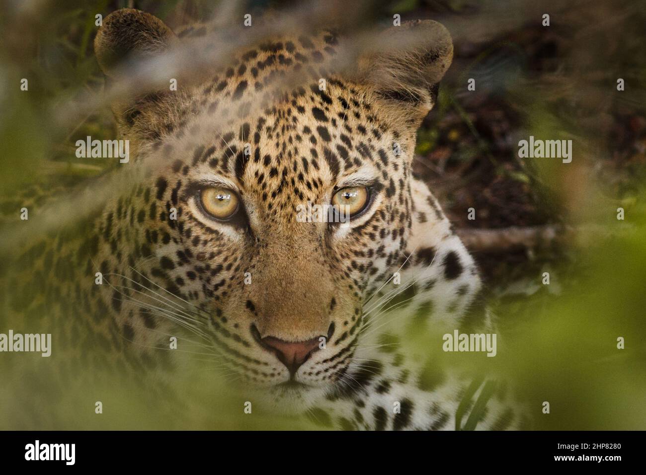 Portraits africains Banque d'image et photos - Alamy